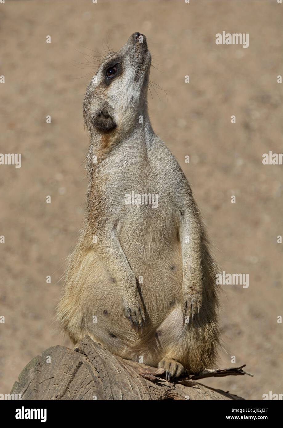 A sitting meerkat looks upwards Stock Photo - Alamy