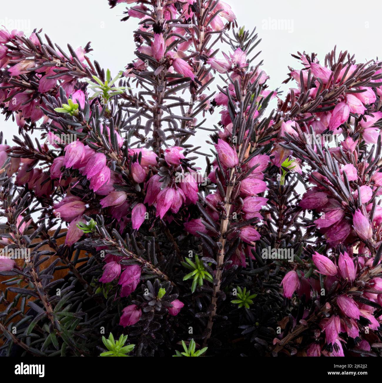 Heather flower isolated on white background. Clipping path Stock Photo ...