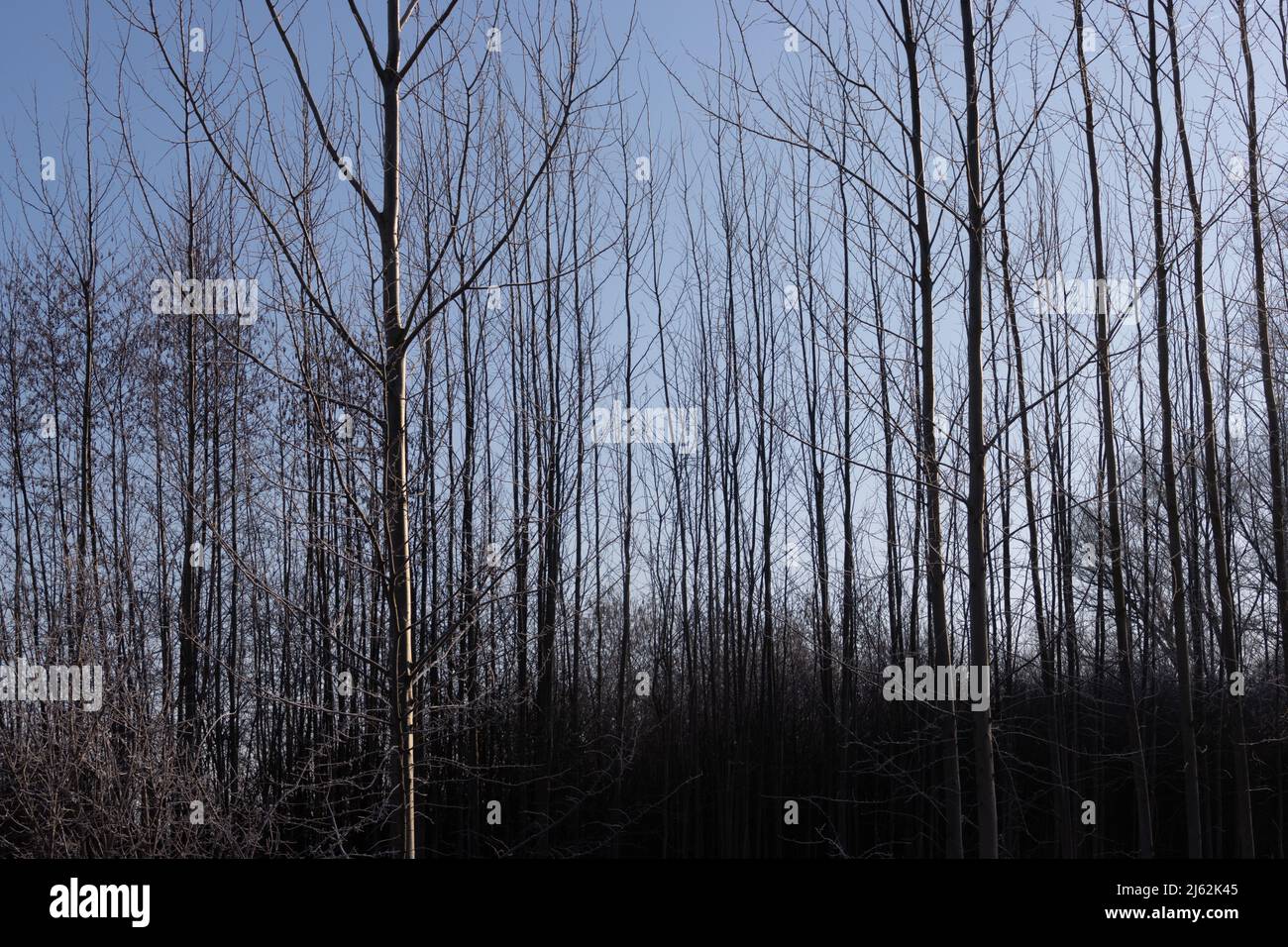 Thin tree trunks for vertical natural background Stock Photo - Alamy