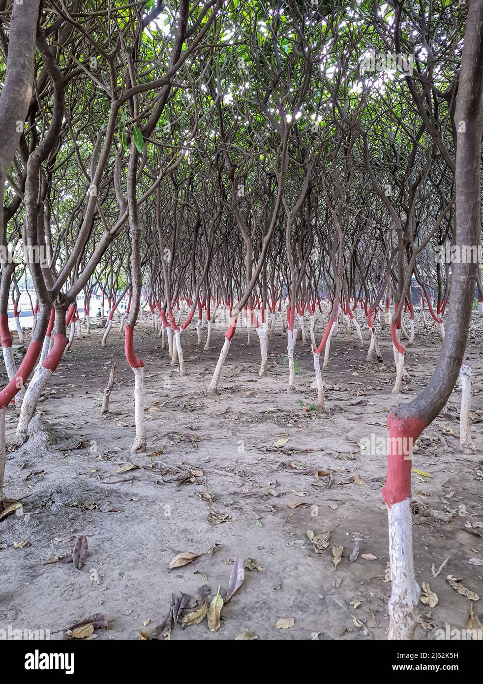 tree colorful timbers many in garden at morning form flat angle image ...