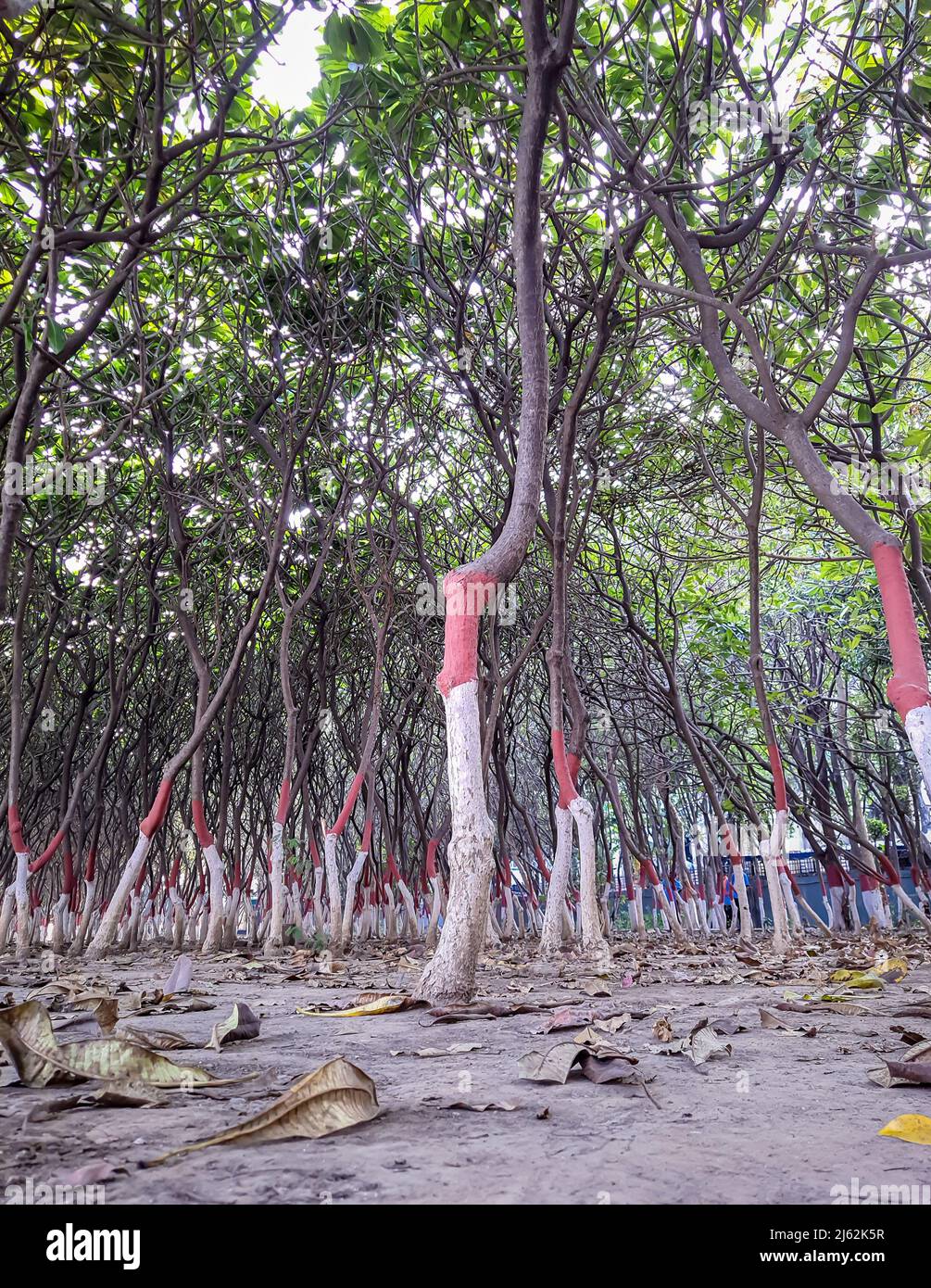 tree colorful timbers many in garden at morning form flat angle image ...