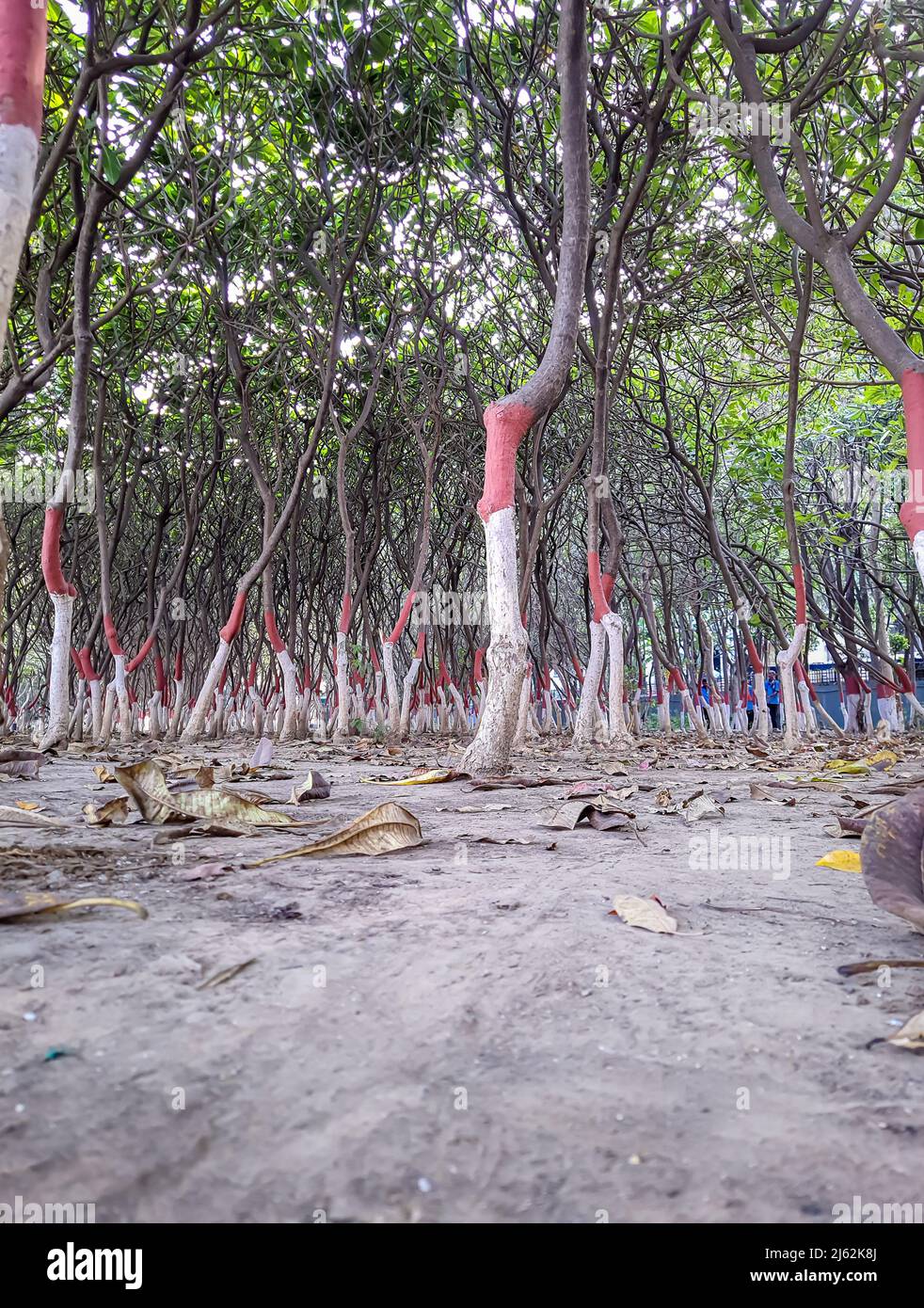 tree colorful timbers many in garden at morning form flat angle image ...