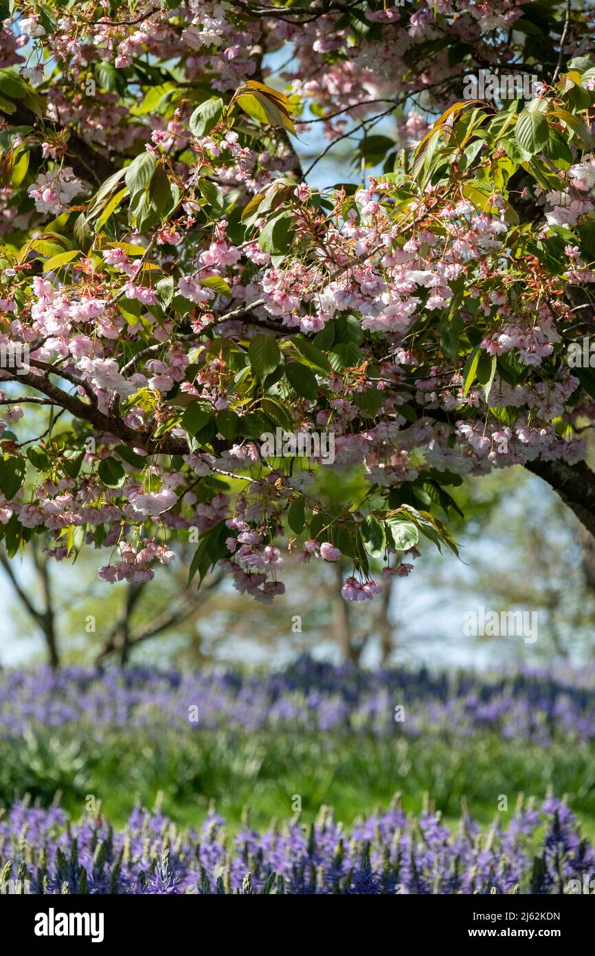 Blossom tree with pastel pink blooms. Blue Camassia leichtlinii ...