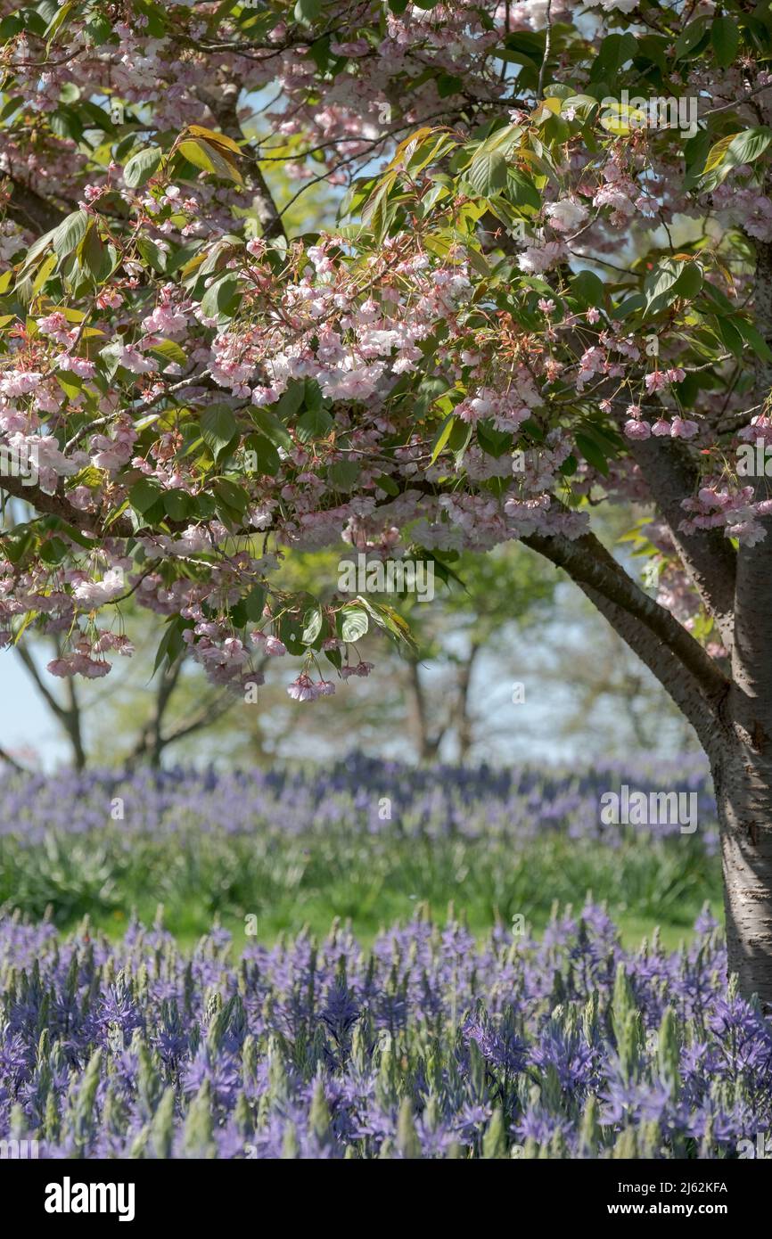Blossom tree with pastel pink blooms. Blue Camassia leichtlinii ...