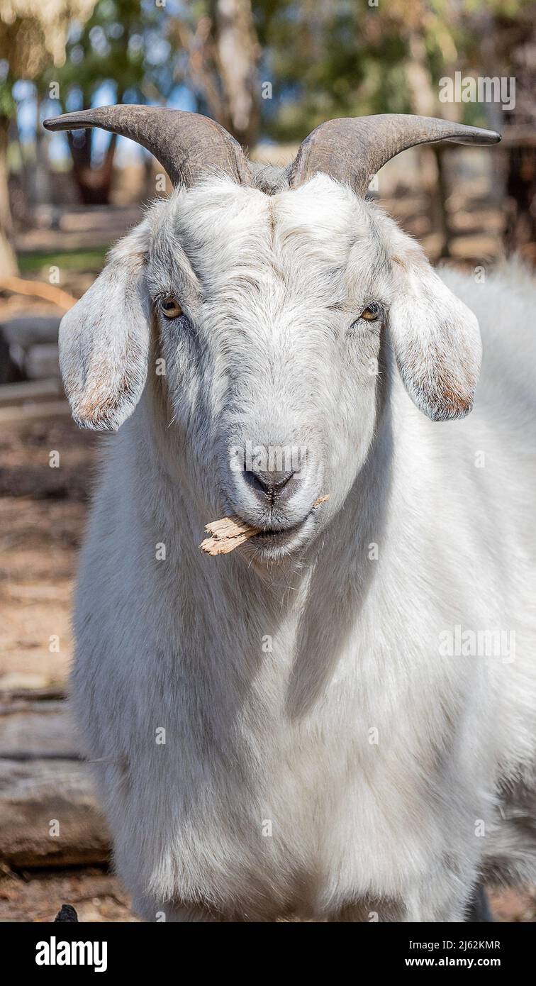 White Goat with Horns chewing bark Stock Photo - Alamy