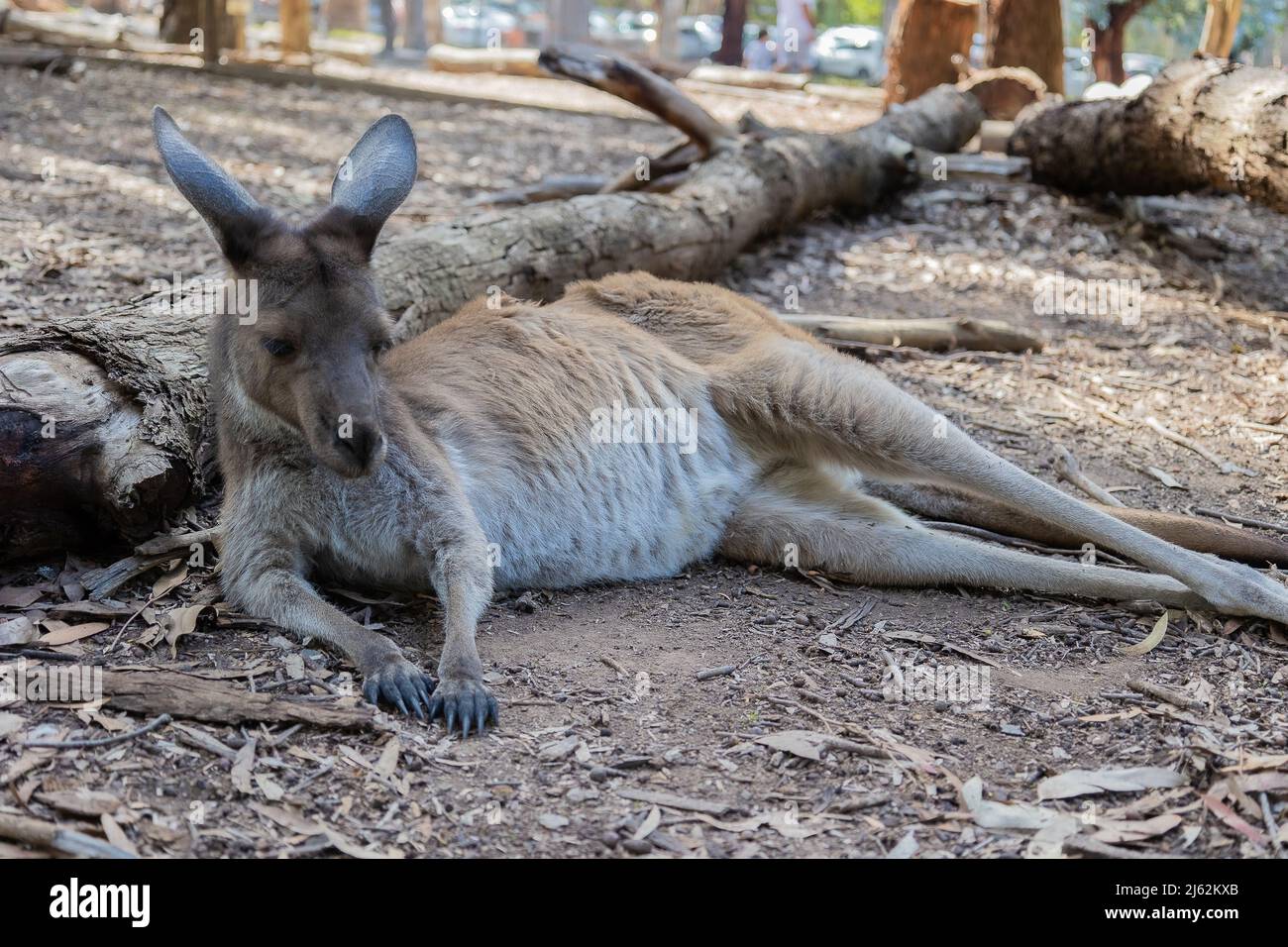 Sleepy Kangaroo resting against a tree in bushland Stock Photo - Alamy