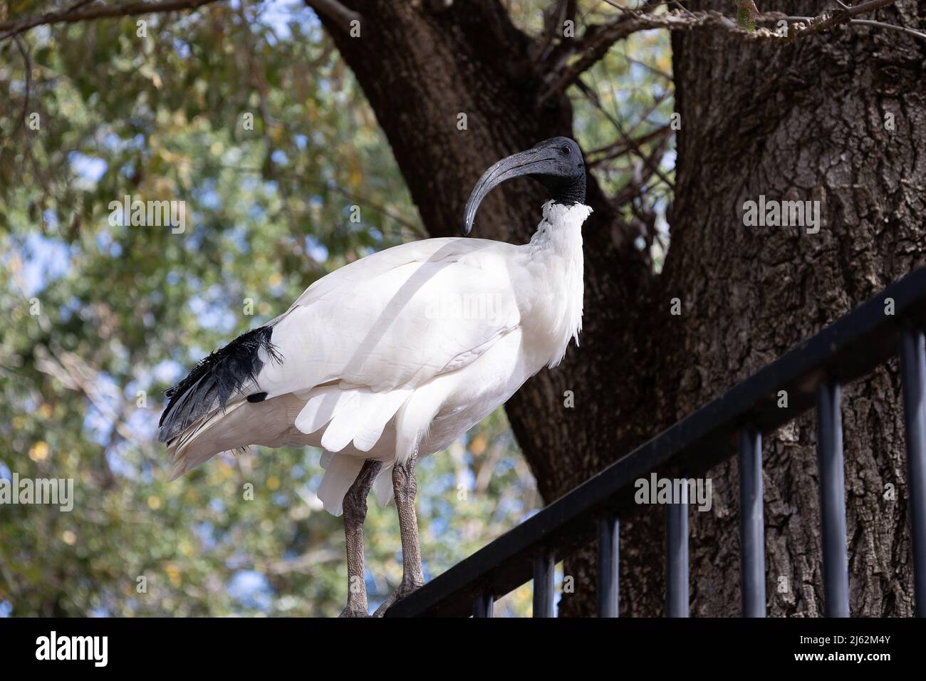 Ibis looking back (also fondly known as a BIN CHICKEN! Stock Photo - Alamy