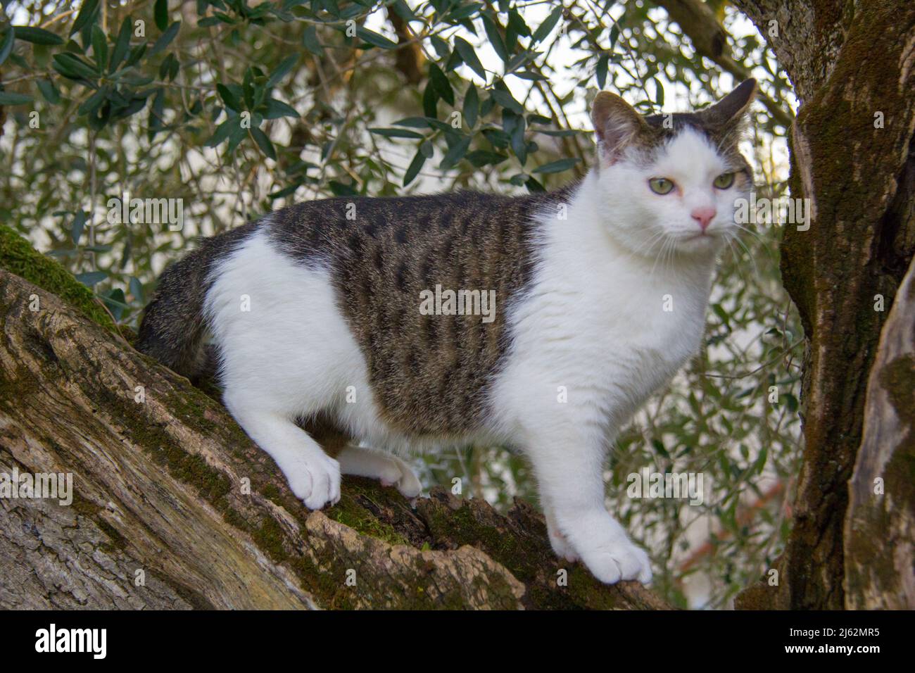 Domestic short-haired cat in the outdoors Stock Photo - Alamy