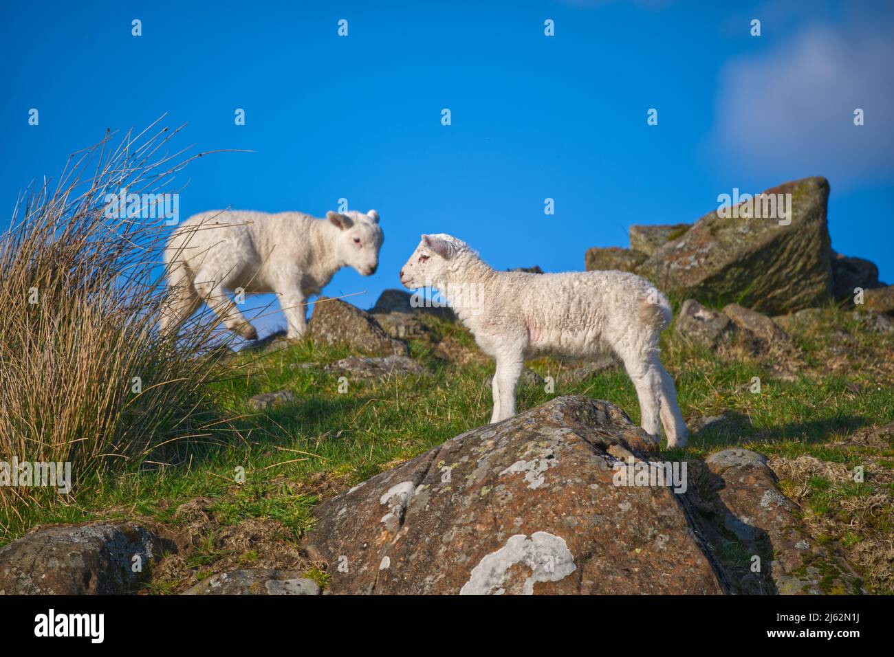 Scottish Blackface Sheep Stock Photo - Alamy