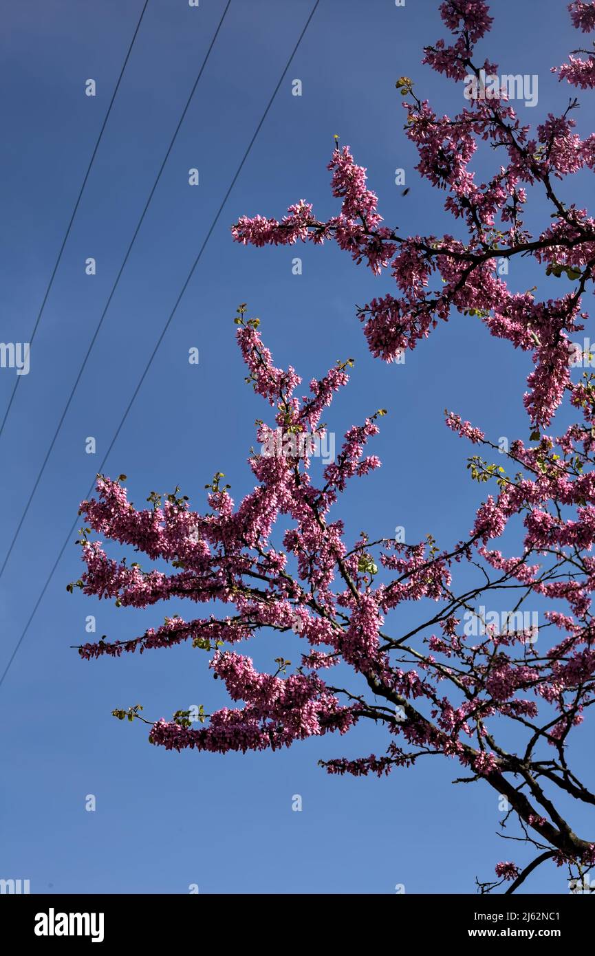 Redbud tree in bloom with the sky as background Stock Photo - Alamy