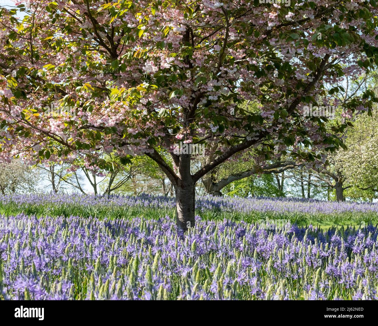 Blossom tree with pastel pink blooms. Blue Camassia leichtlinii ...