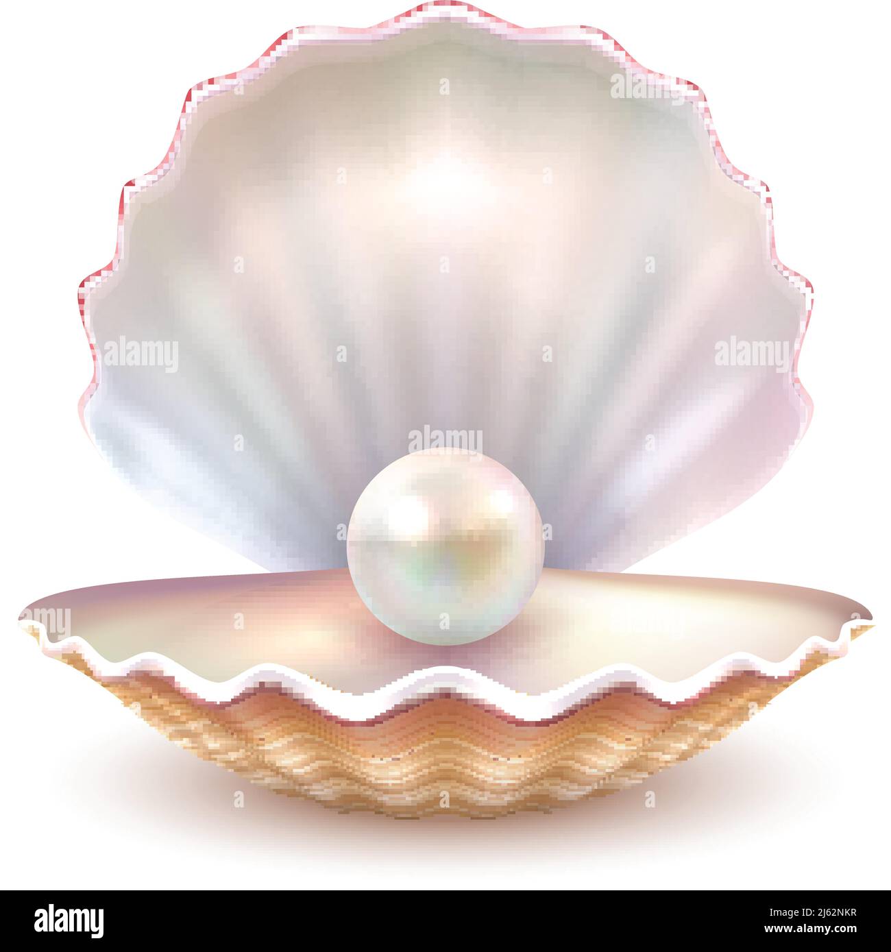 Finest quality beautiful natural open pearl shell close up realistic ...
