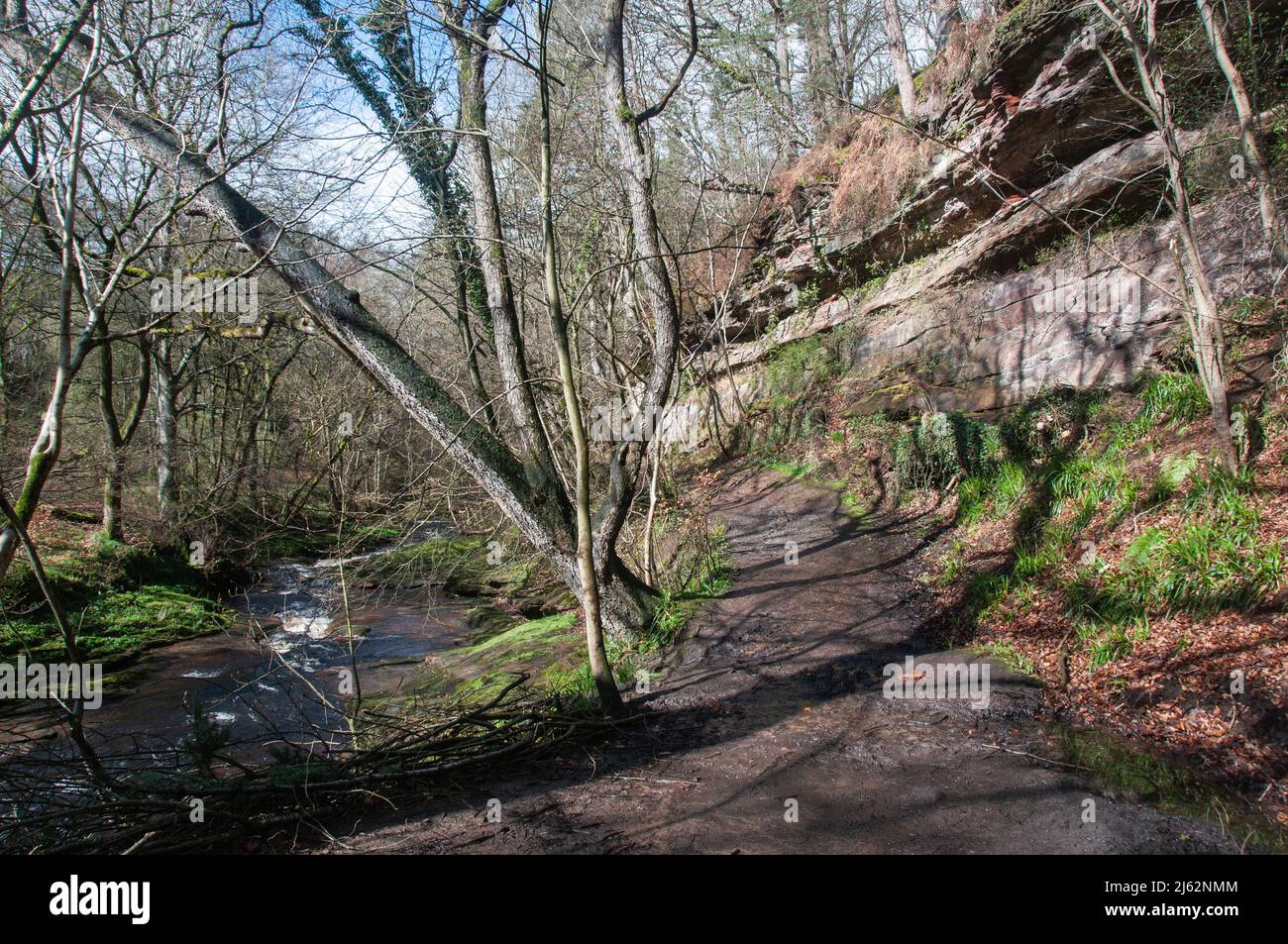 Around the UK - Gelt Woods, Cumbria Stock Photo - Alamy