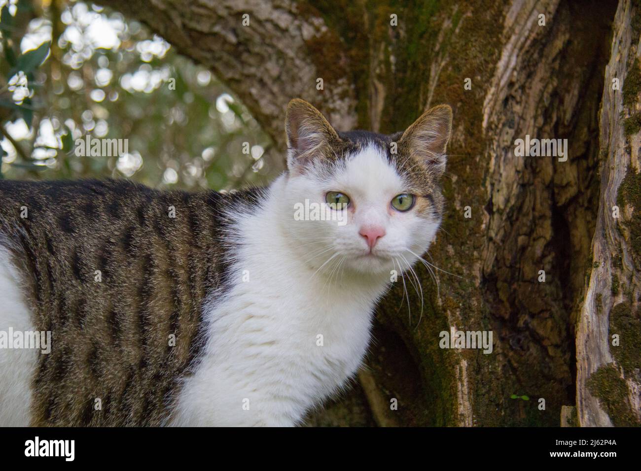 Domestic short-haired cat in the outdoors Stock Photo - Alamy