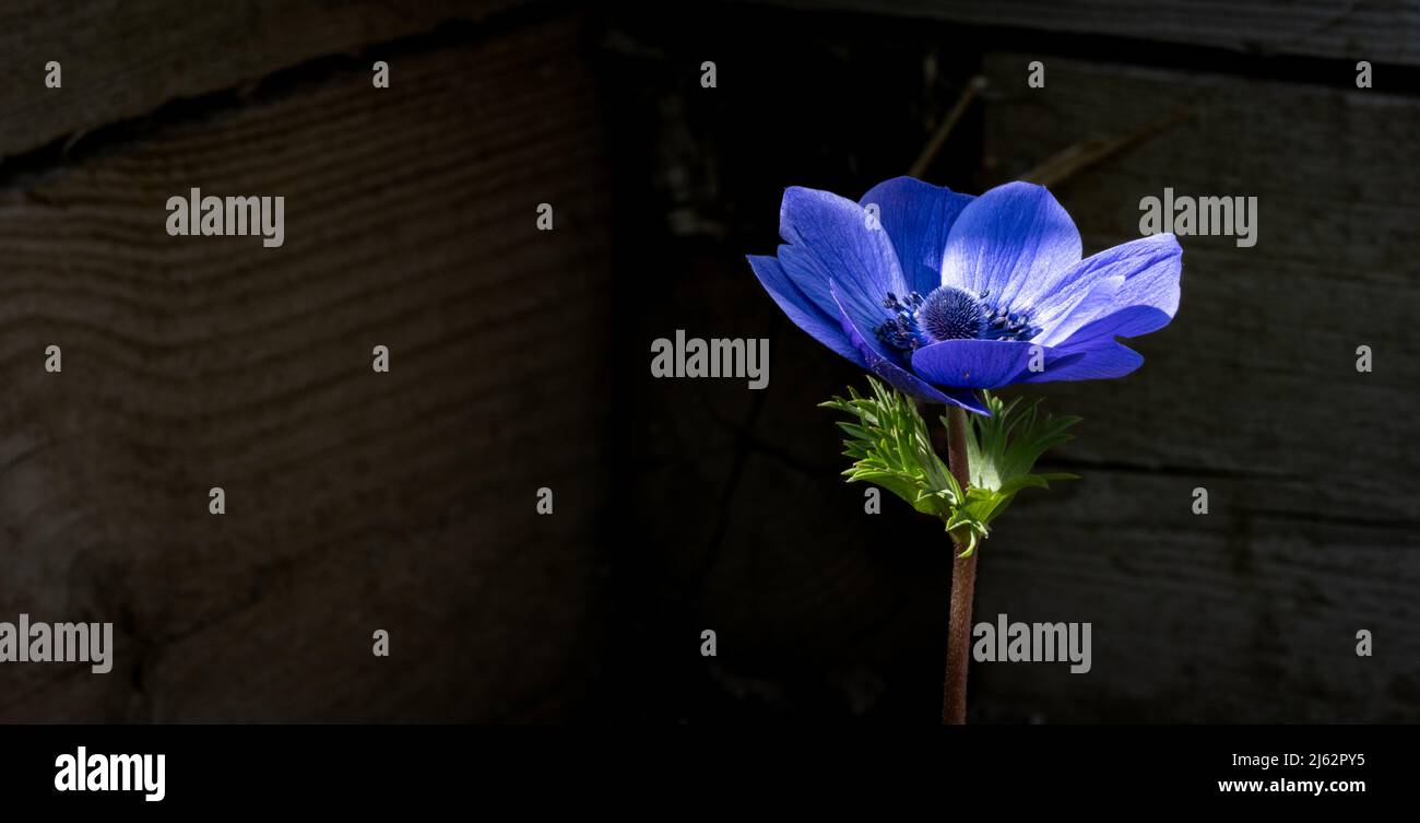 Anemone flower stem green hi-res stock photography and images - Alamy