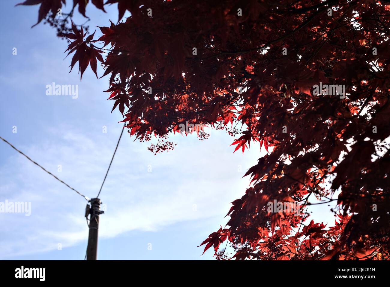 Japanese maple summer gold hi-res stock photography and images - Alamy