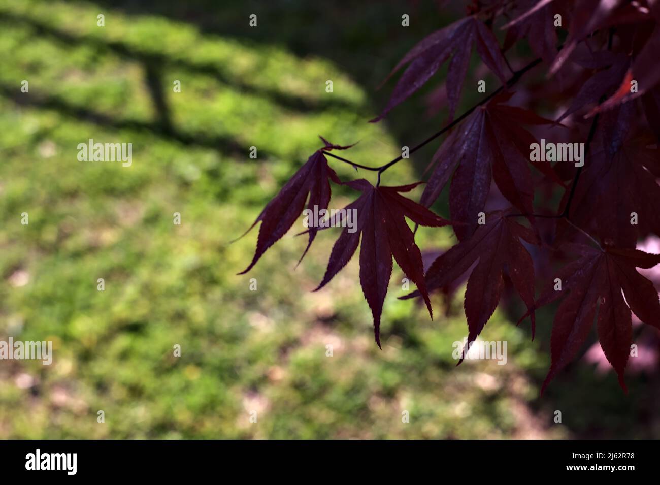 Japanese maple branch seen up close with a lawn as background Stock ...