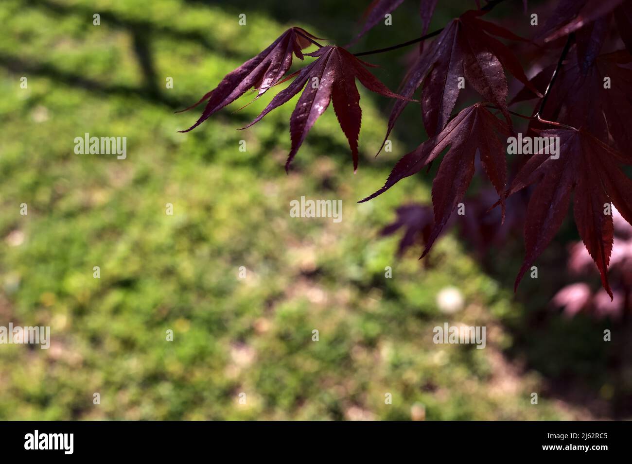 Japanese maple branch seen up close with a lawn as background Stock ...