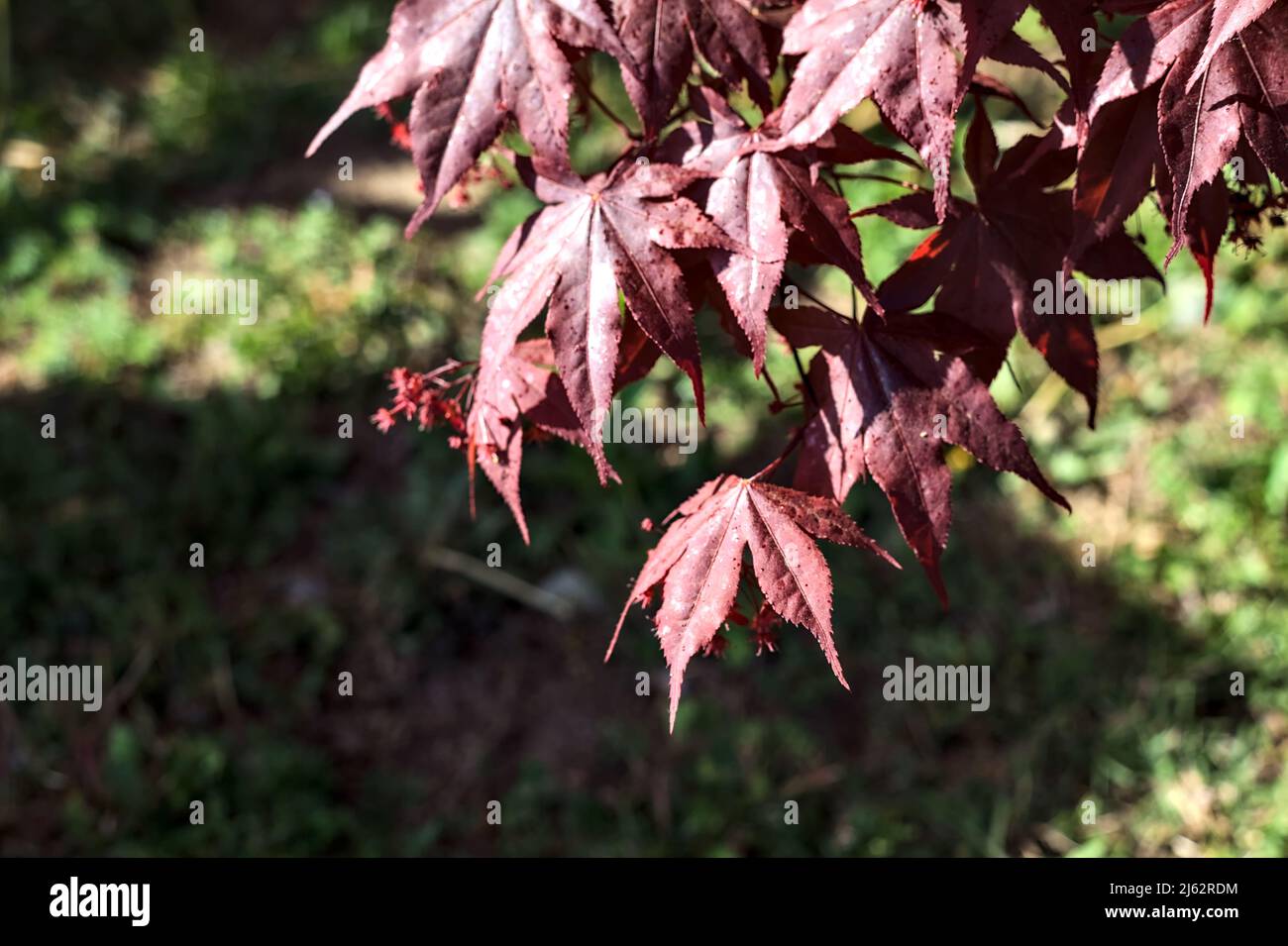 Japanese maple branch seen up close with a lawn as background Stock ...
