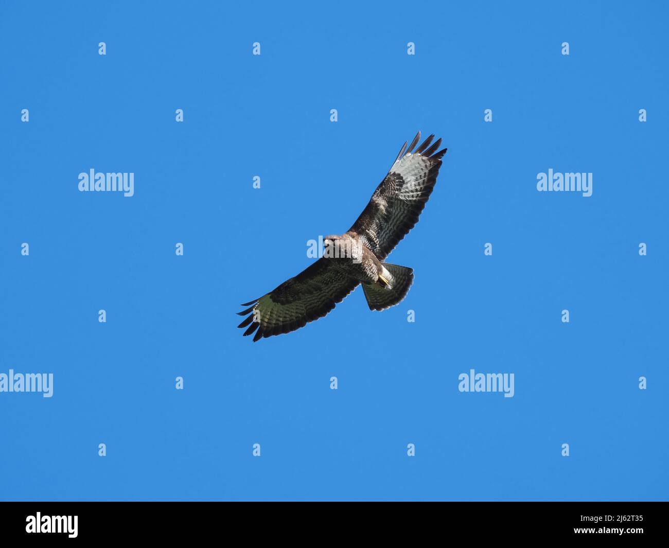 Buzzard have expanded greatly throughout the last few decades in the UK ...
