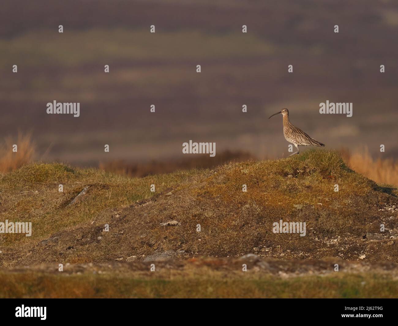 Curlew on the breeding grounds on the North Wales moors Stock Photo - Alamy