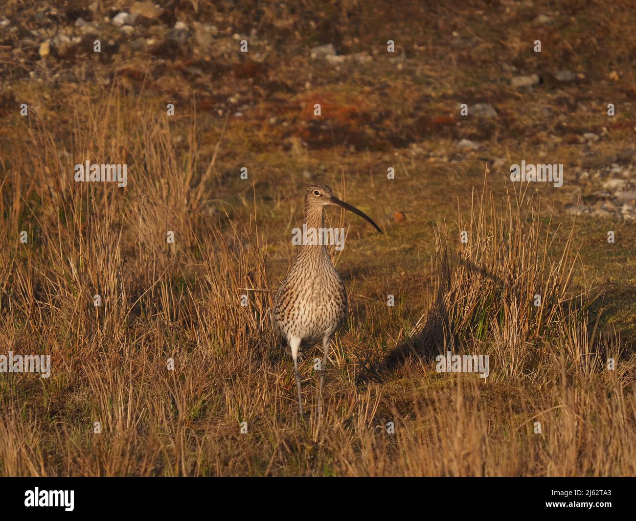 Curlew on the breeding grounds on the North Wales moors Stock Photo - Alamy