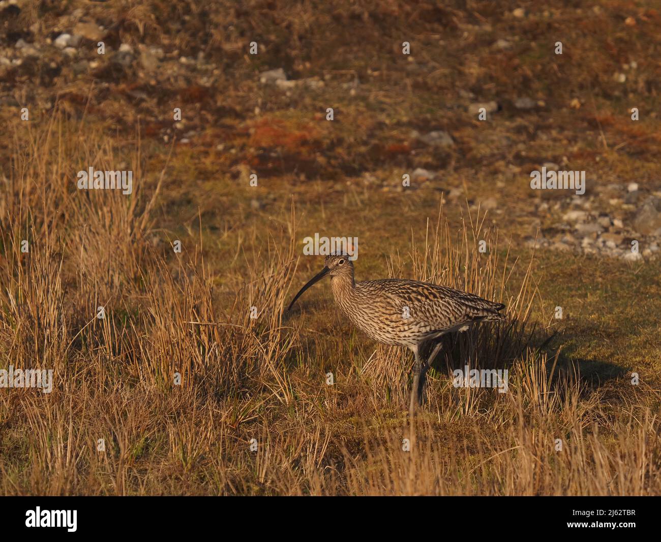 Curlew on the breeding grounds on the North Wales moors Stock Photo - Alamy