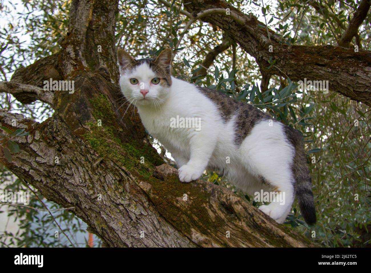 Domestic short-haired cat in the outdoors Stock Photo - Alamy