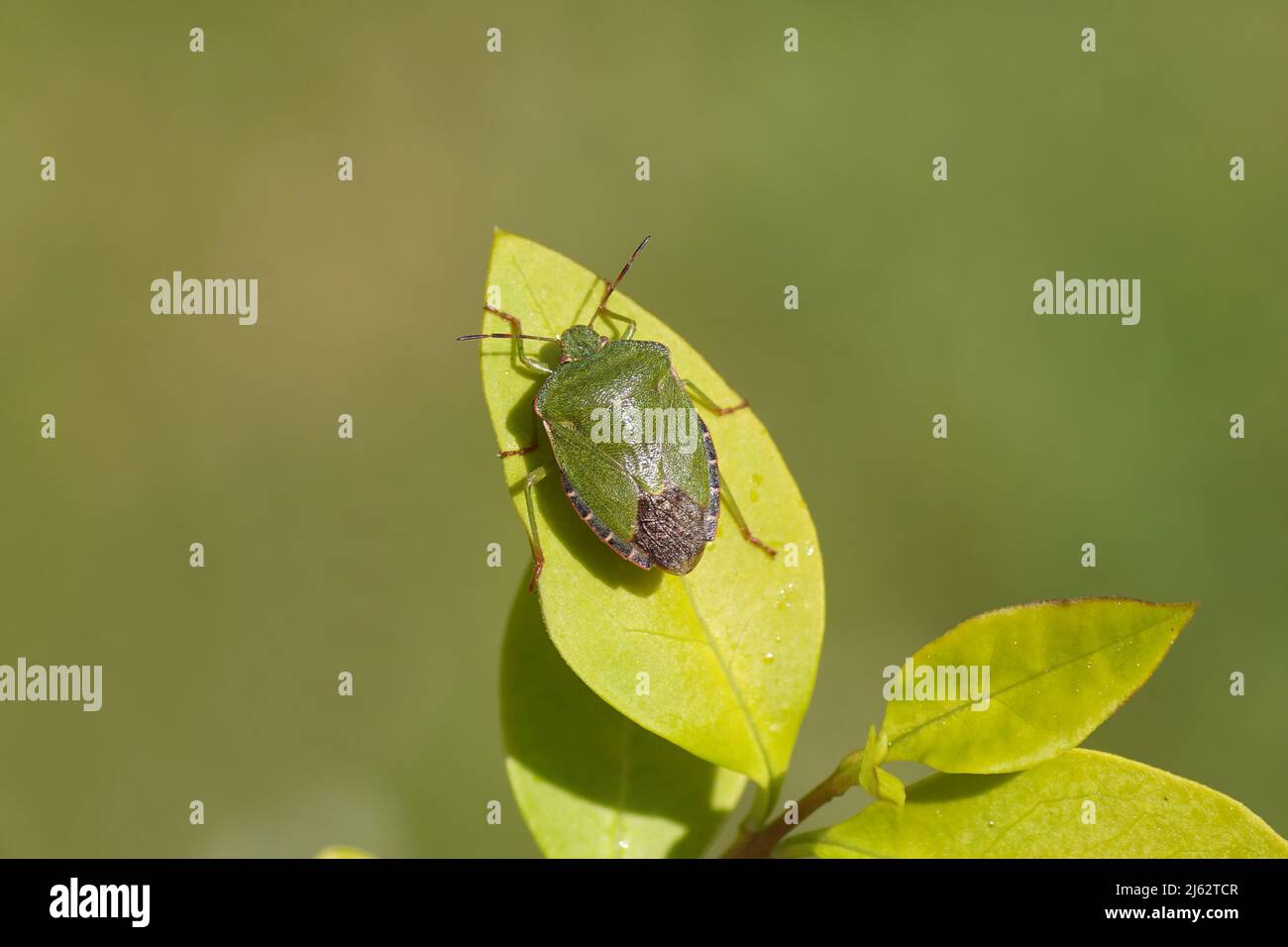 Green shield bug (Palomena prasina), family Pentatomidae on a yellow ...