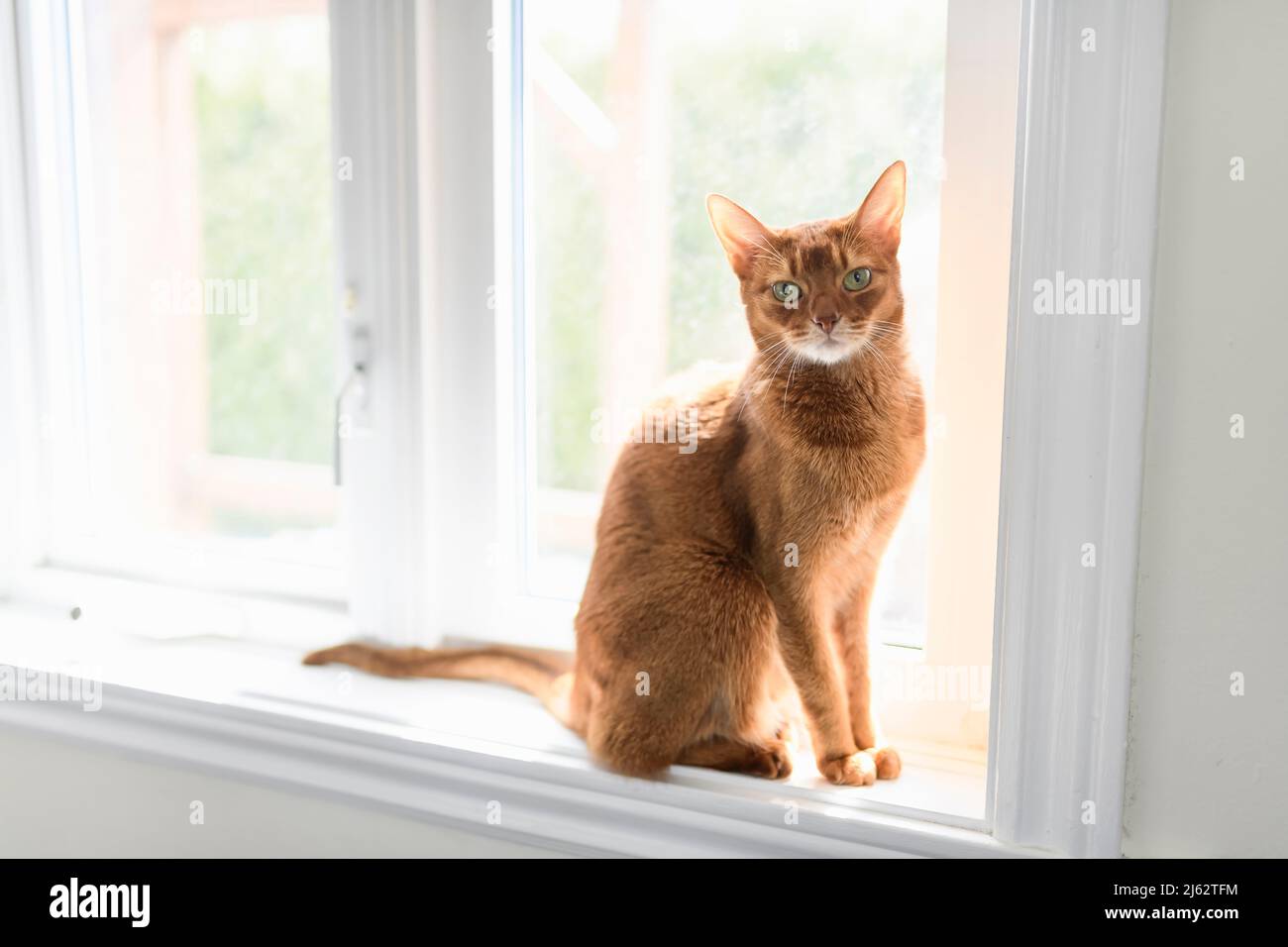 Abyssin cat hi-res stock photography and images - Alamy