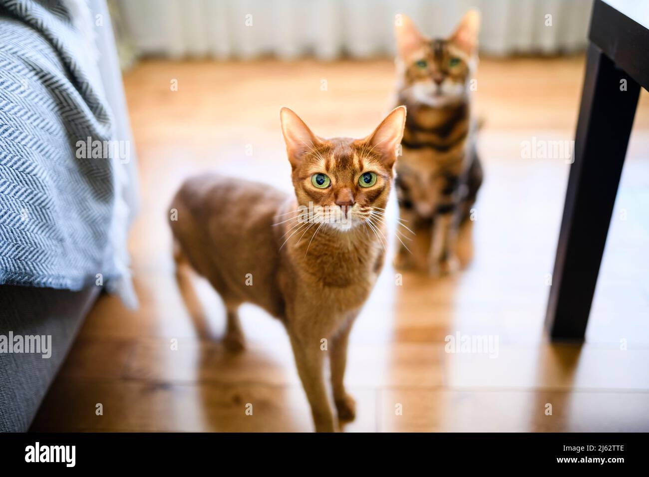 Abyssin and Bengal cat like a leopard sneaks at home Stock Photo - Alamy