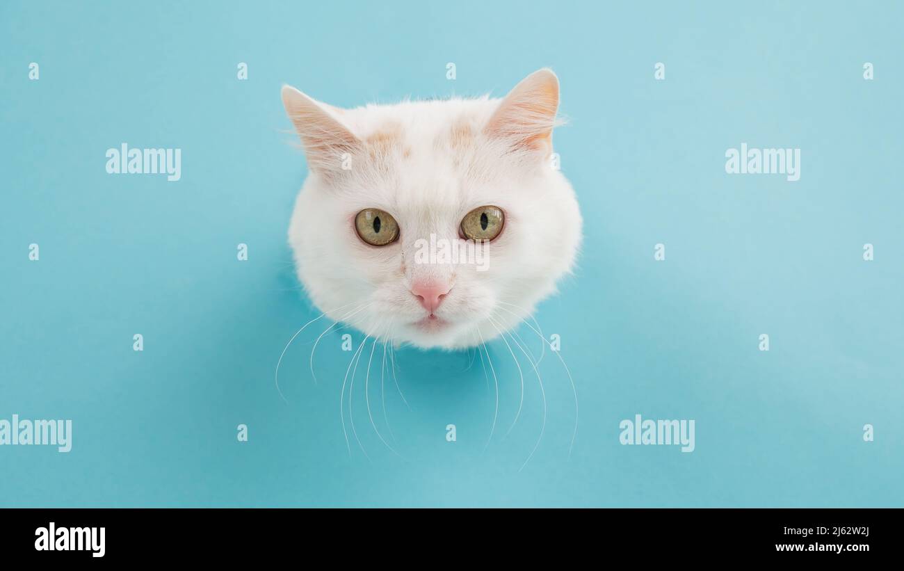 The muzzle of a white fluffy cat peeking out of a hole in a blue ...