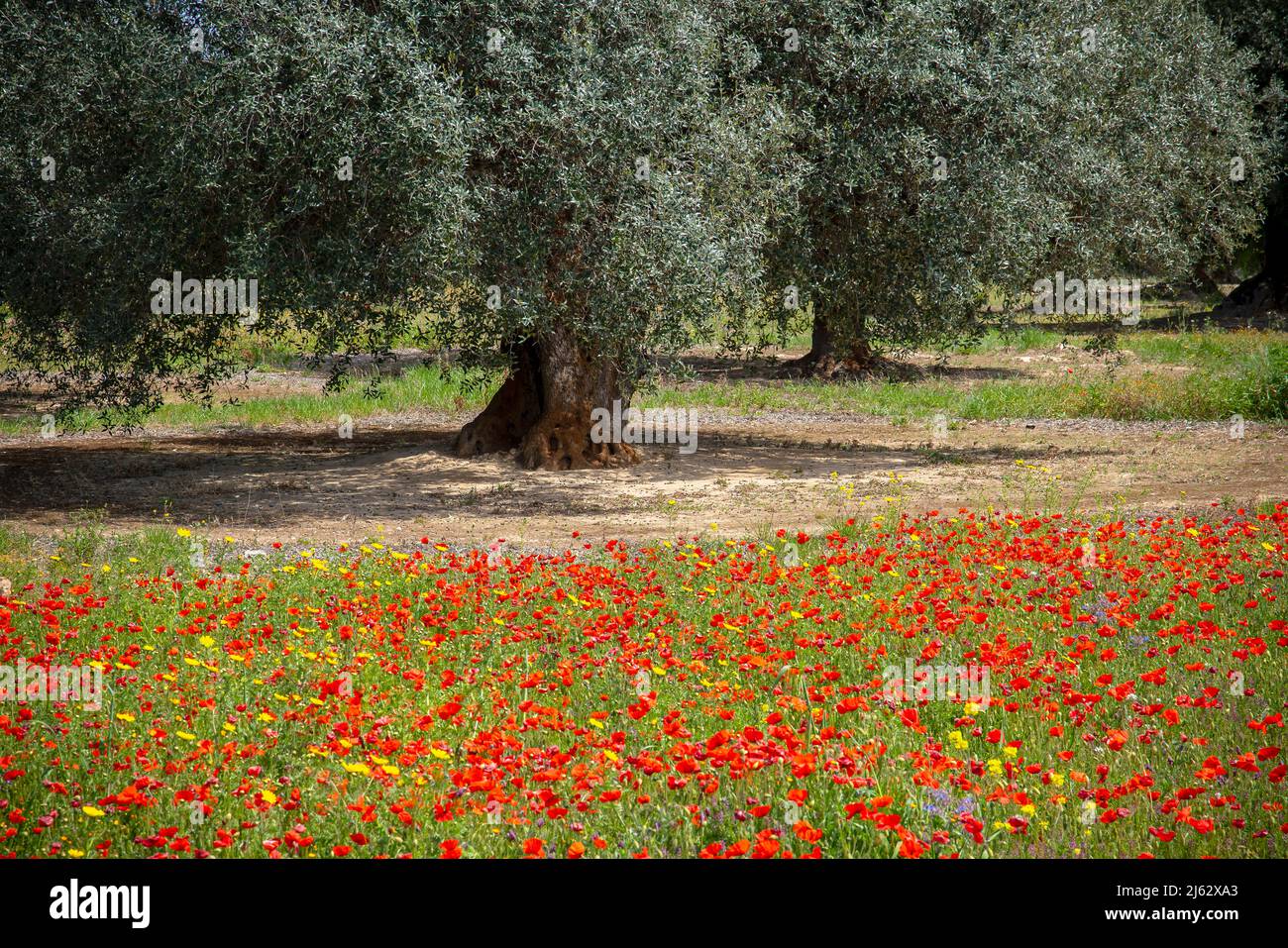 Blooming poppies in a grove of olive trees in Apulia (Puglia) Italy ...