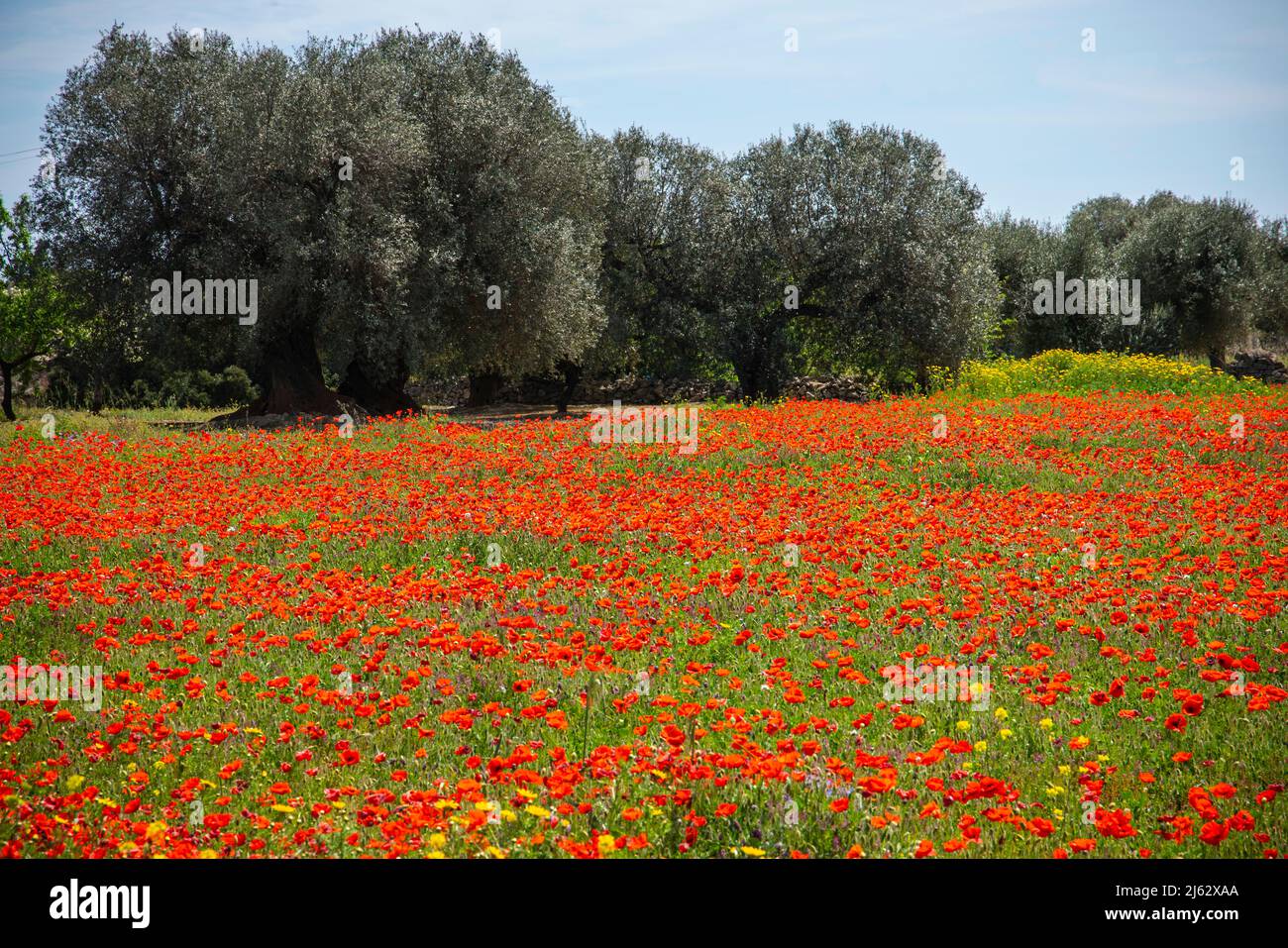 Blooming poppies in a grove of olive trees in Apulia (Puglia) Italy ...
