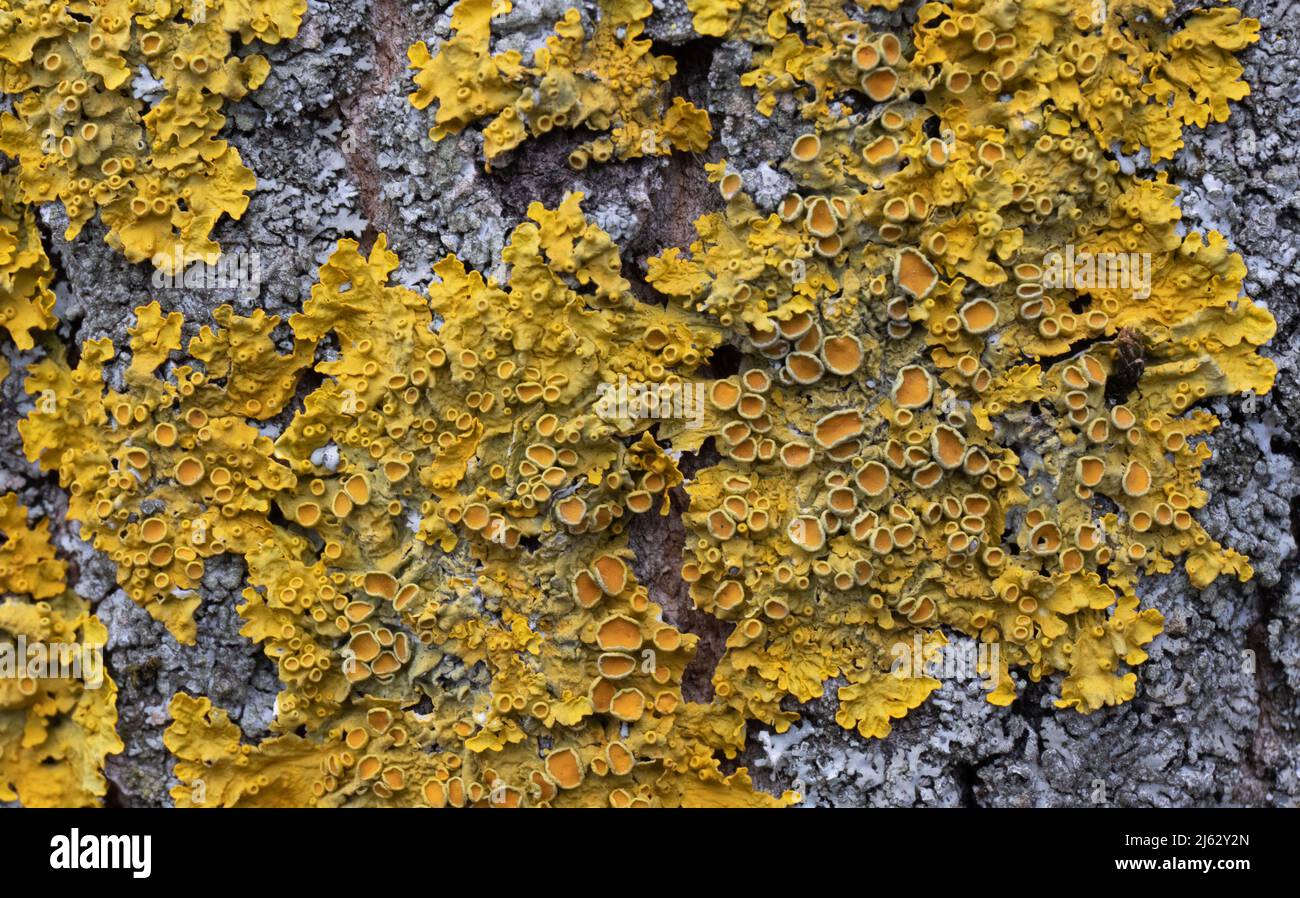 Trees tree white abstract background bark moss tree hi-res stock ...