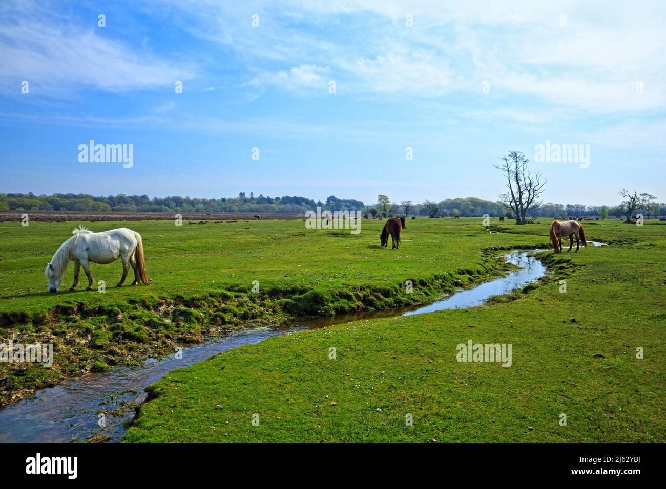 Ponies grazing next to Mill Lawn Brook stream in the New forest ...
