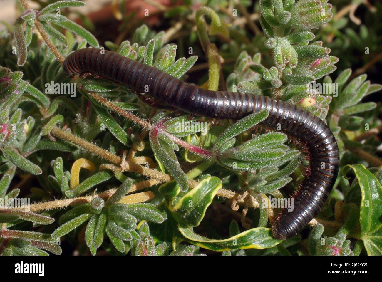 Common or European millepede, Pachyulus communis Stock Photo - Alamy