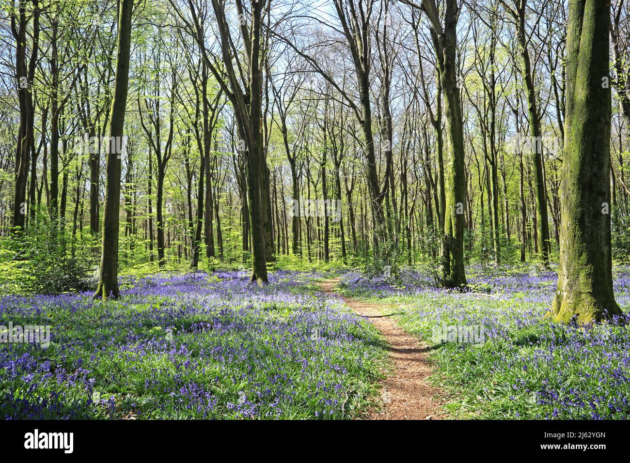 Bluebells in springtime 2022 Stock Photo - Alamy