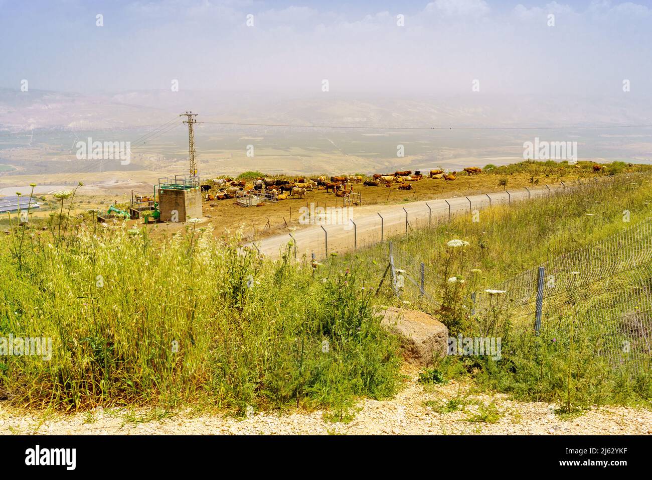 View of cows and landscape of the lower Jordan River valley, of a foggy ...