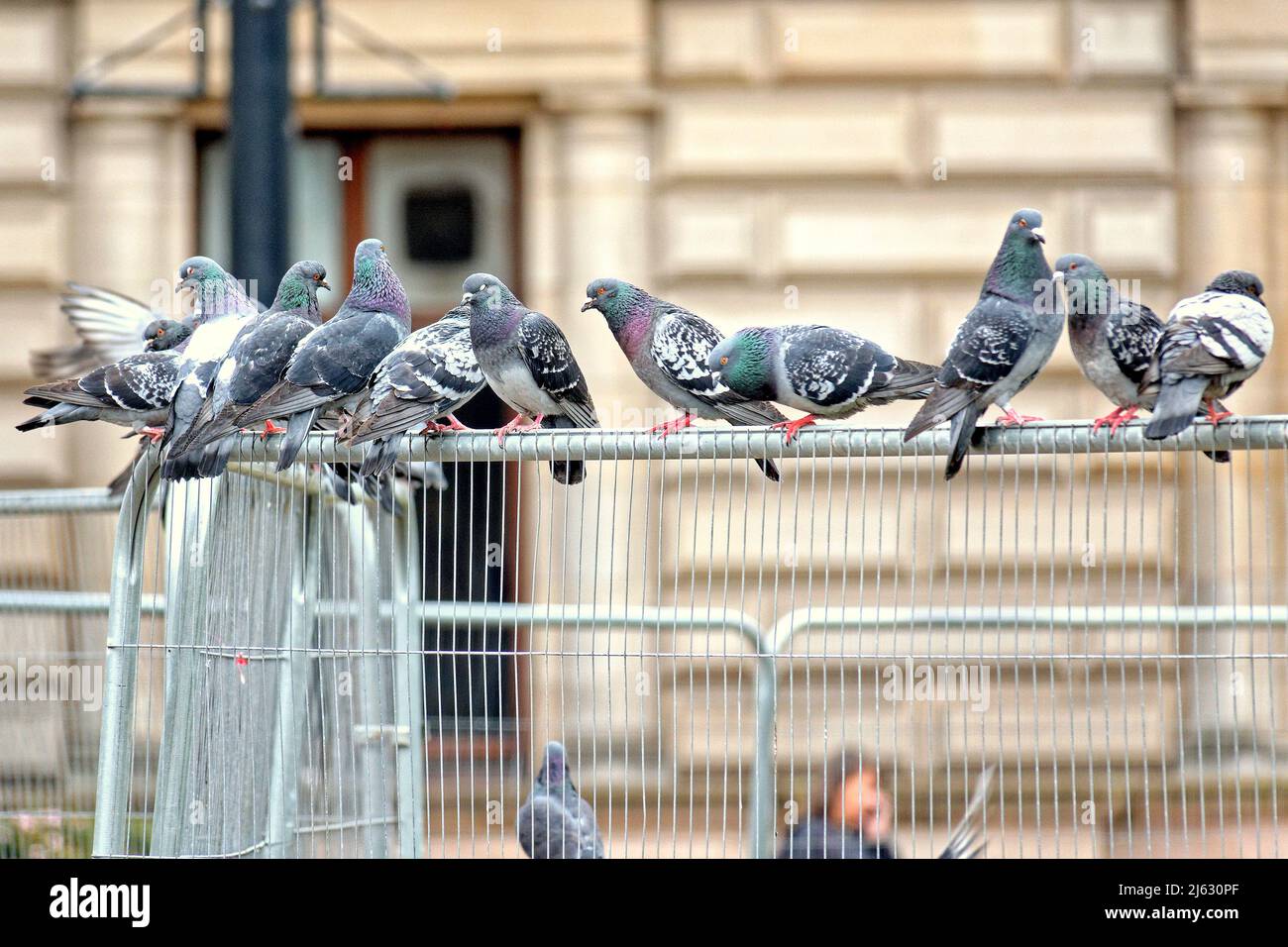 Glasgow, Scotland, UK 27th April, 2022. Pigeon infestation continues to ...