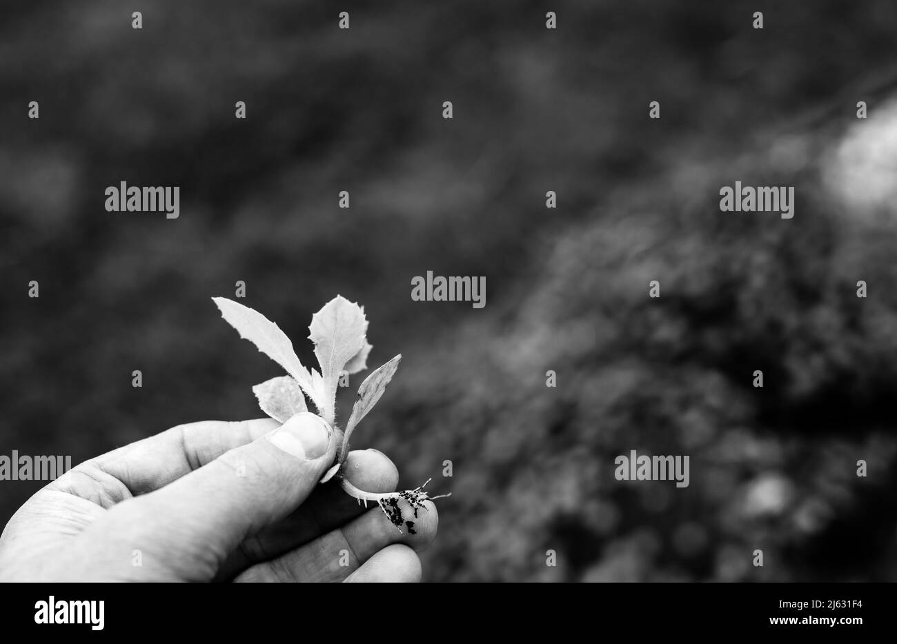 Weeding lawn Black and White Stock Photos & Images - Alamy