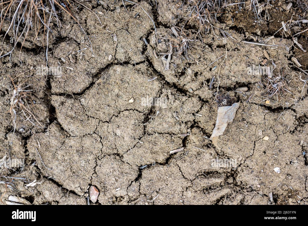 cracked and dry top soil in a agricultural corn field experiencing a ...