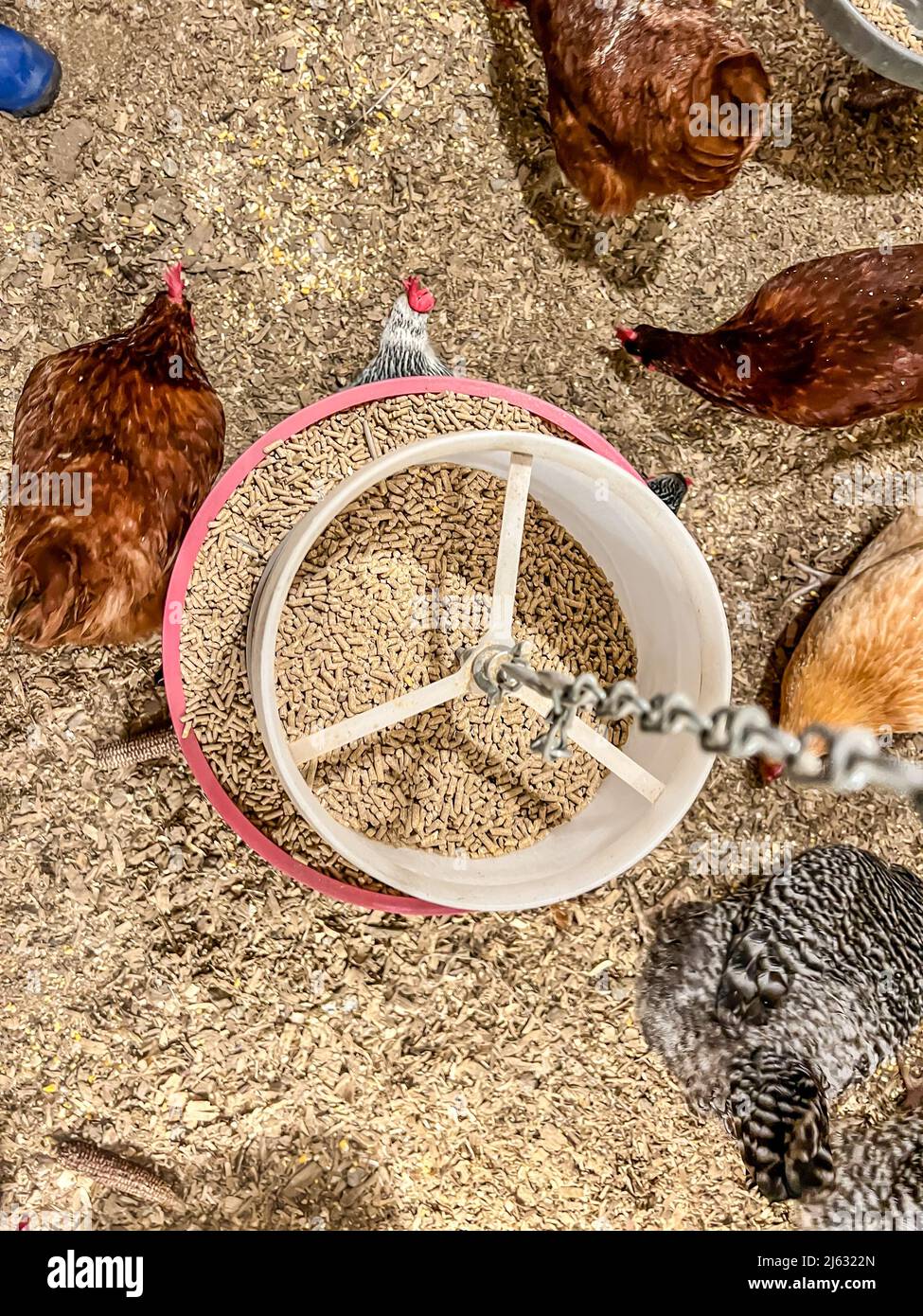 Free chickens around chicken coop hi-res stock photography and images ...
