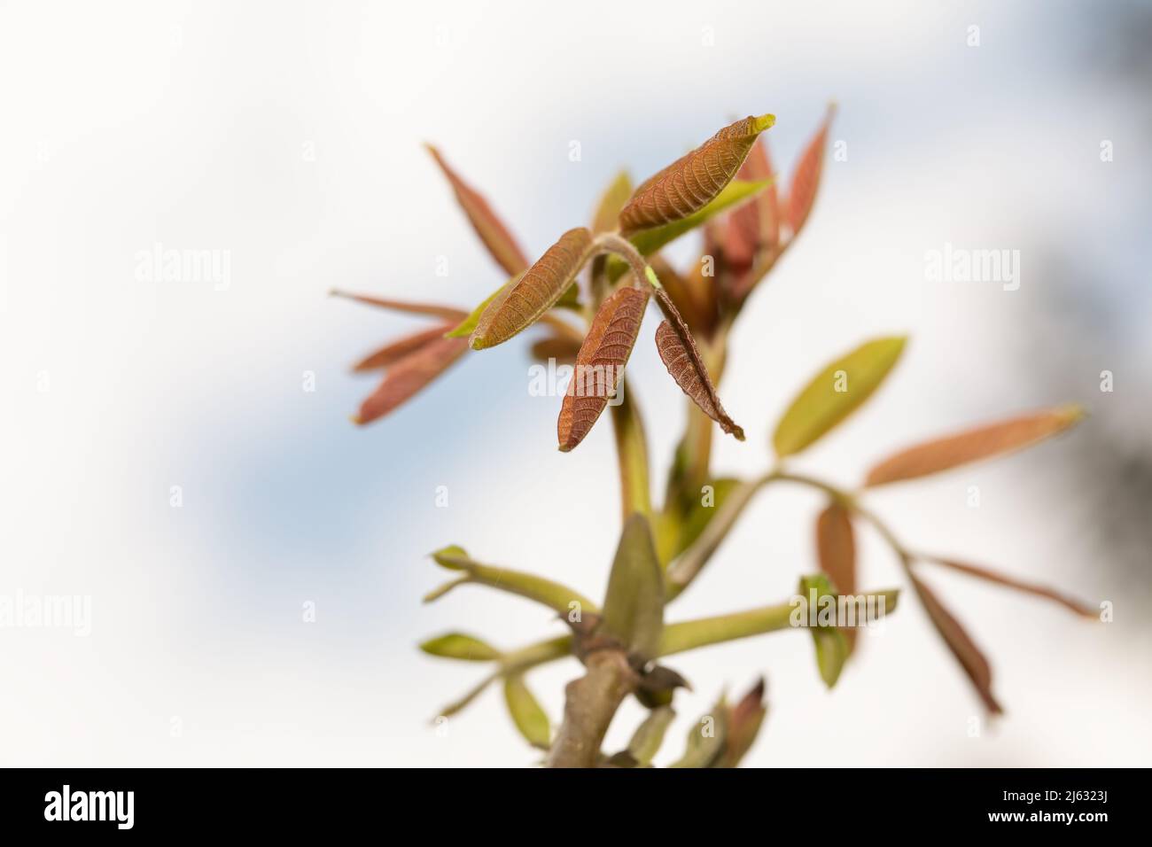 Spring - flowers, buds, young shoots of plants coming to life, a symbol ...