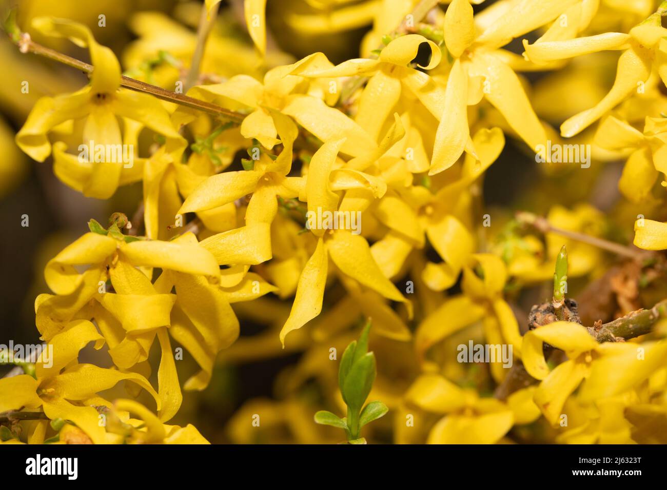 Spring - flowers, buds, young shoots of plants coming to life, a symbol ...