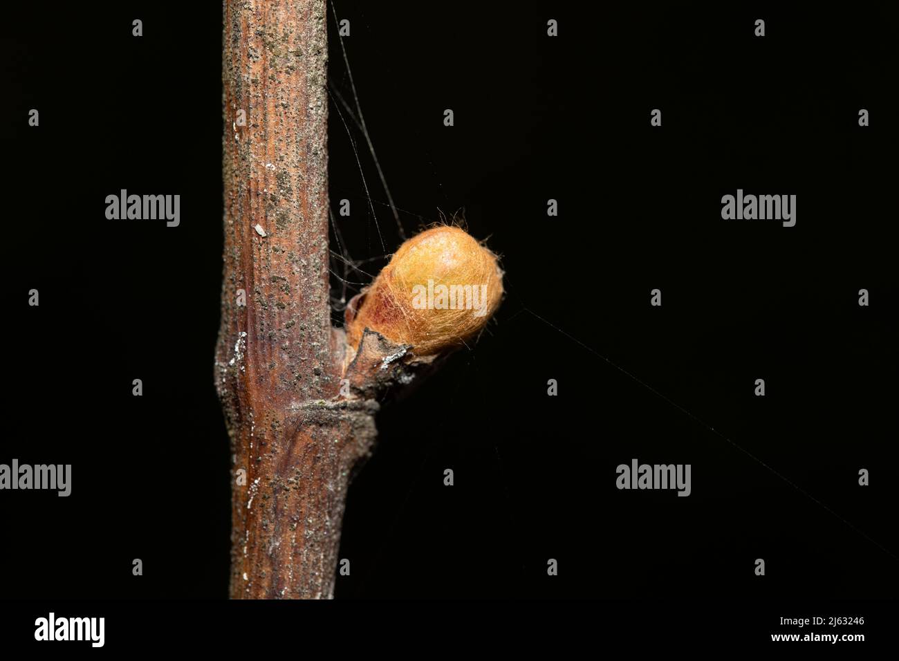 Grapes and spider web hi-res stock photography and images - Alamy