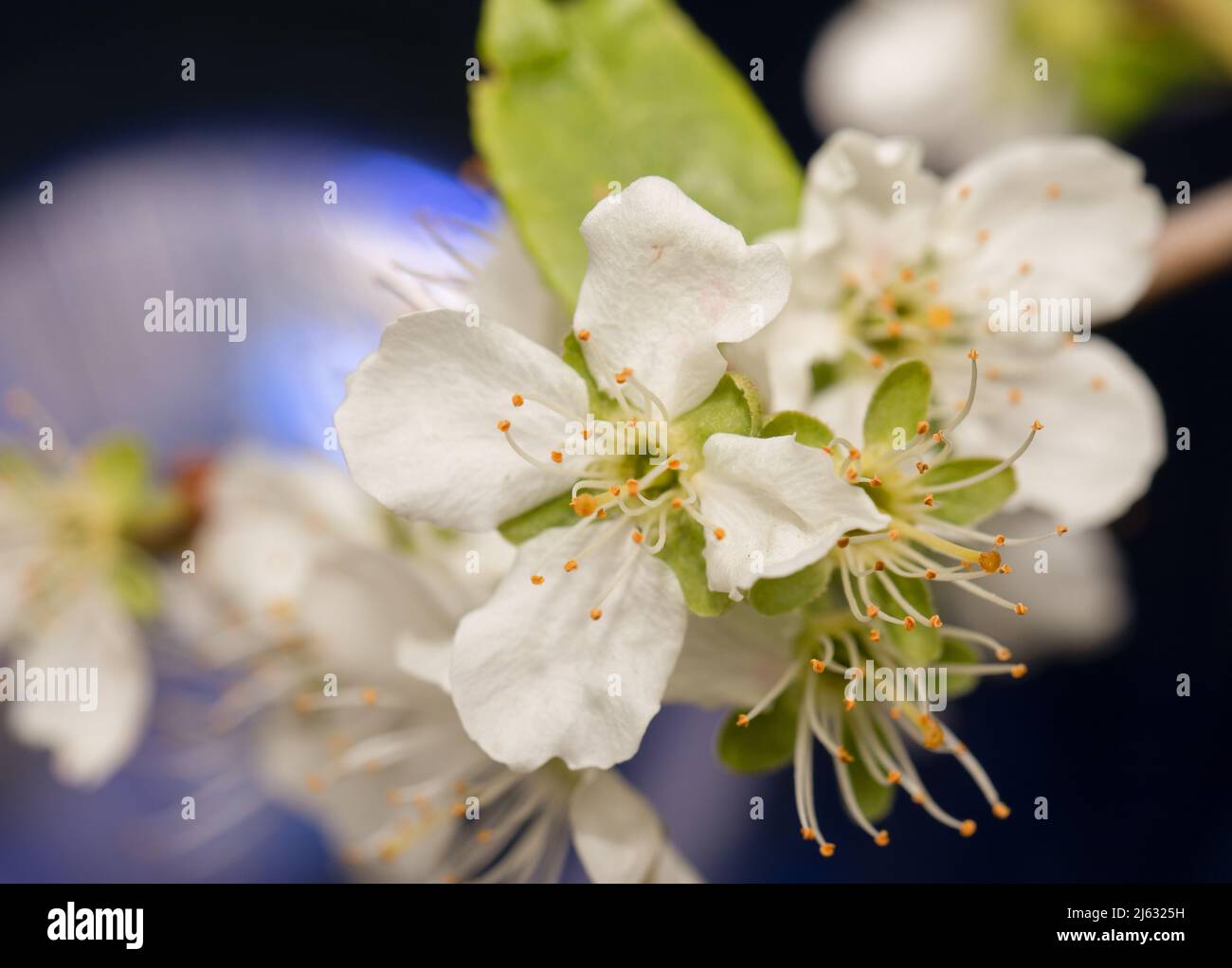 Flowering plum tree, spring in the garden Stock Photo - Alamy