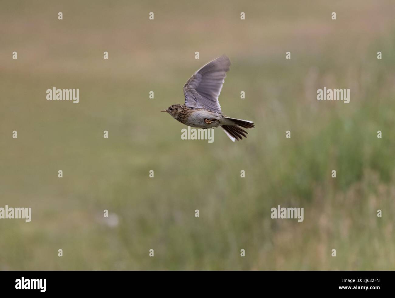 Skylark flying hi-res stock photography and images - Alamy