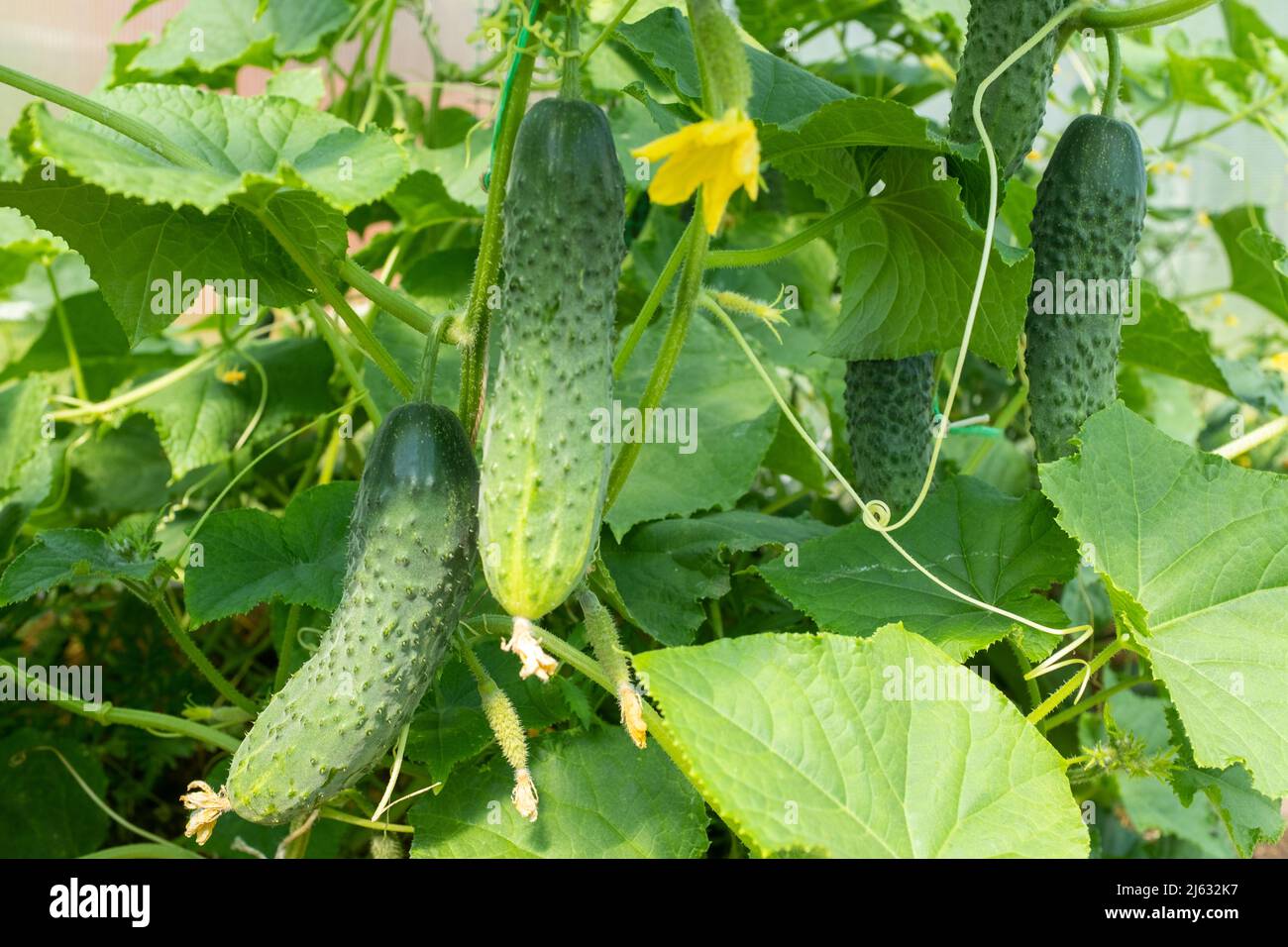 Background from cucumber plants, close-up. Cucumbers with green leaves ...