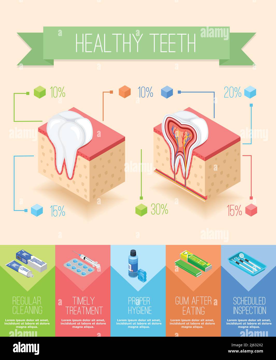 Dentist infographics with isometric sectional view of gums and teeth ...